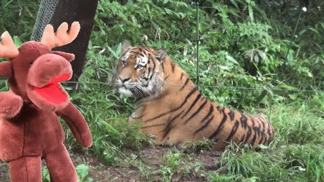 Wild animals | liedjes, filmpjes & prentenboeken | Spelen met Engels