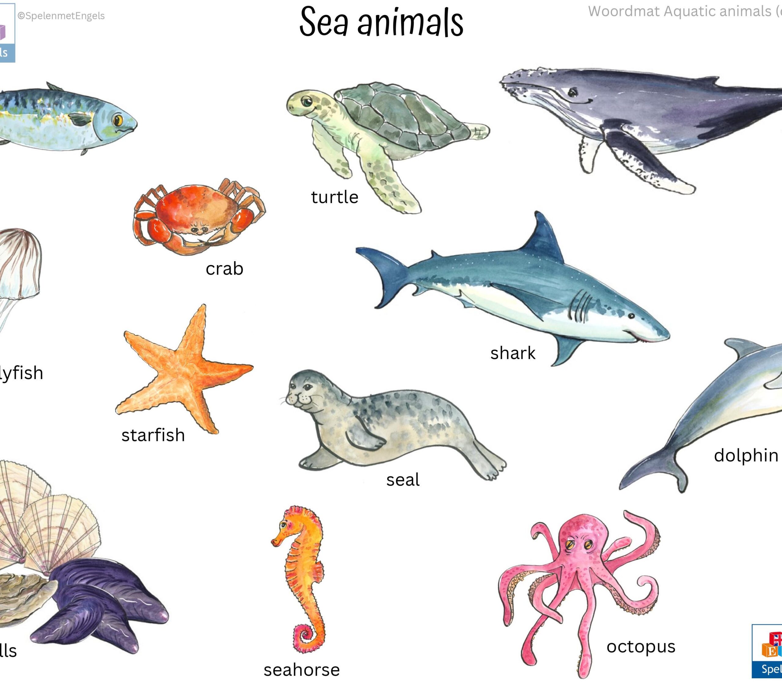 Sea Animals With Names Sample Of Book Cover With Sea Animals: